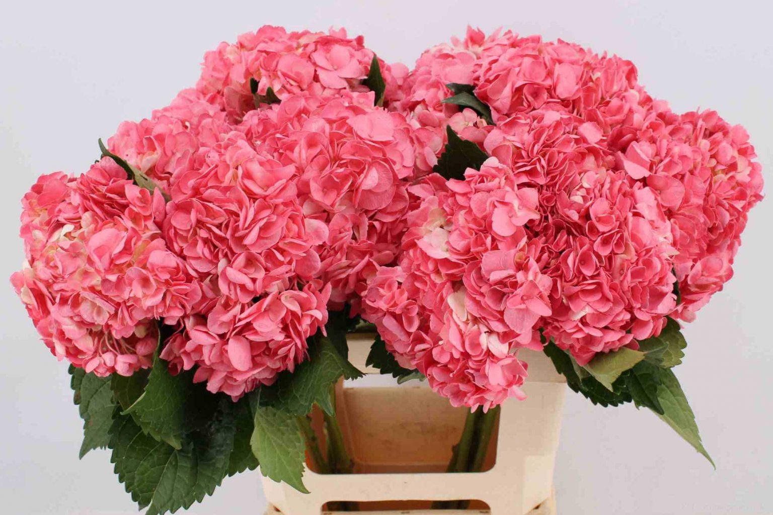 Hortensia macr. ov. donker rose tinted – Flora United International